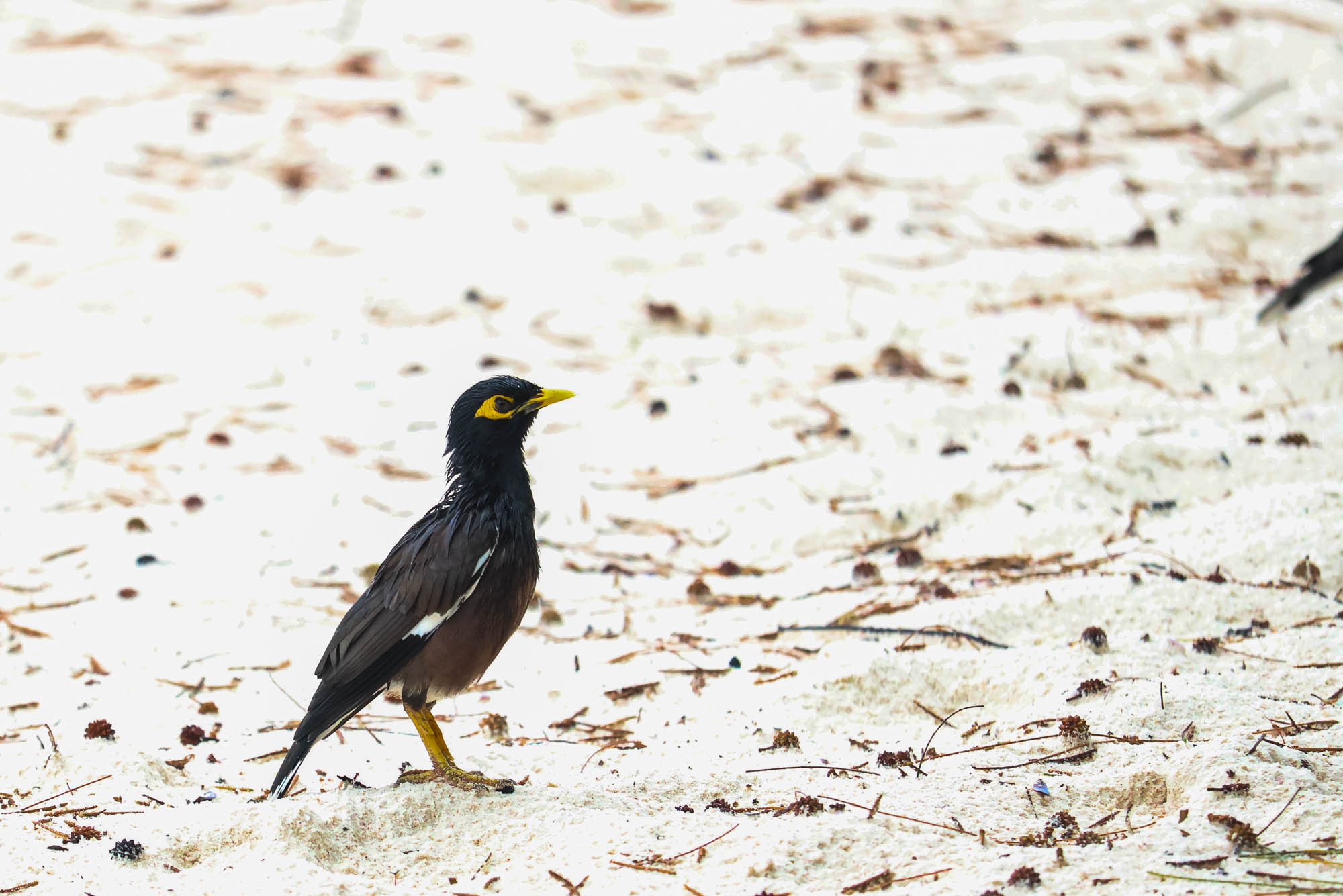 Common Myna, Adaptive Bird from South Asia - Connecting the Dots